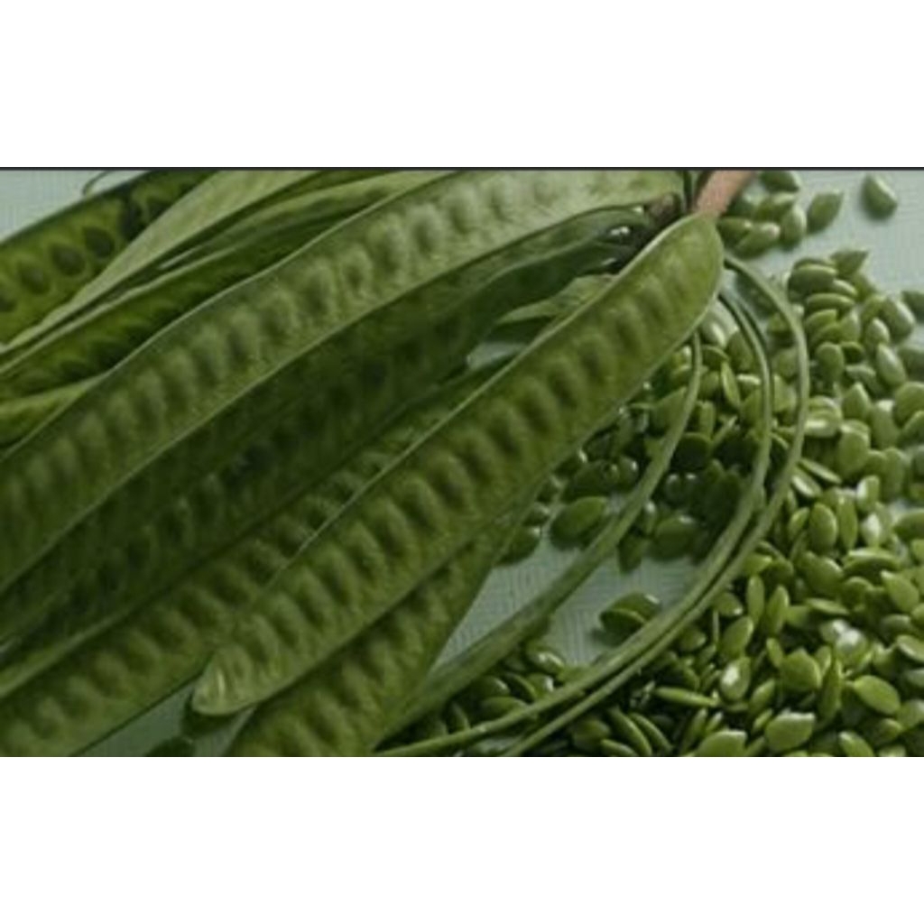 Jual Pete cina tua atow Pete lamtoro segar 1kg | Shopee Indonesia