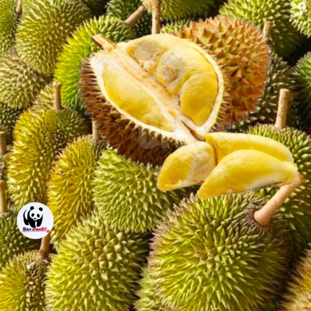 Jual Durian lokal banyuwangi Fresh baru petik | Shopee Indonesia