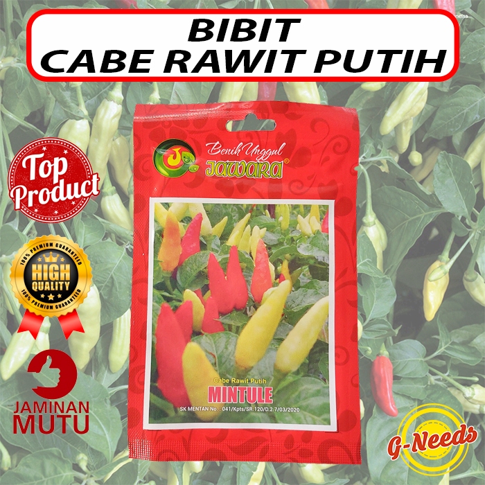 Jual Bibit / Benih Cabe Cabai Rawit Putih Mintule (Benih Unggul Jawara ...