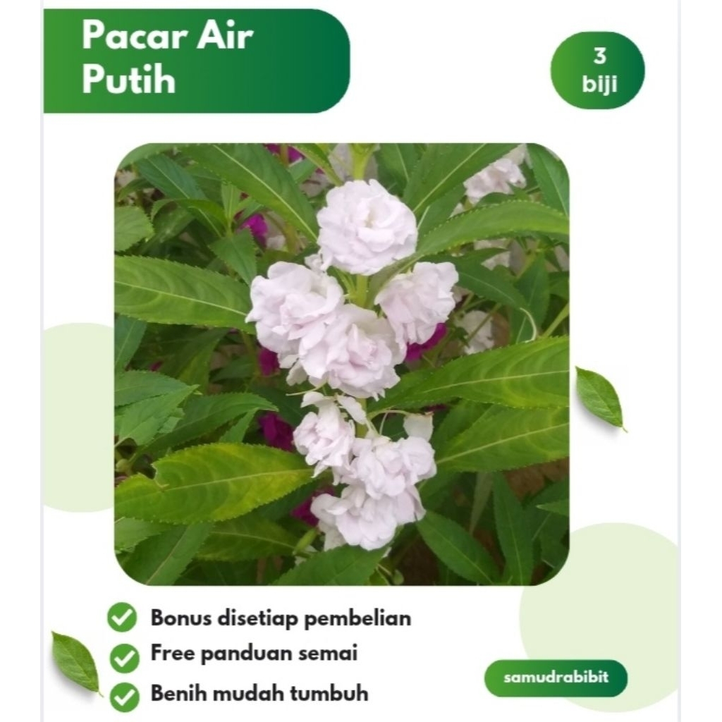 Jual Benih Bunga Pacar Air Tumpuk Putih Bibit Tanaman Hias Balsamina ...