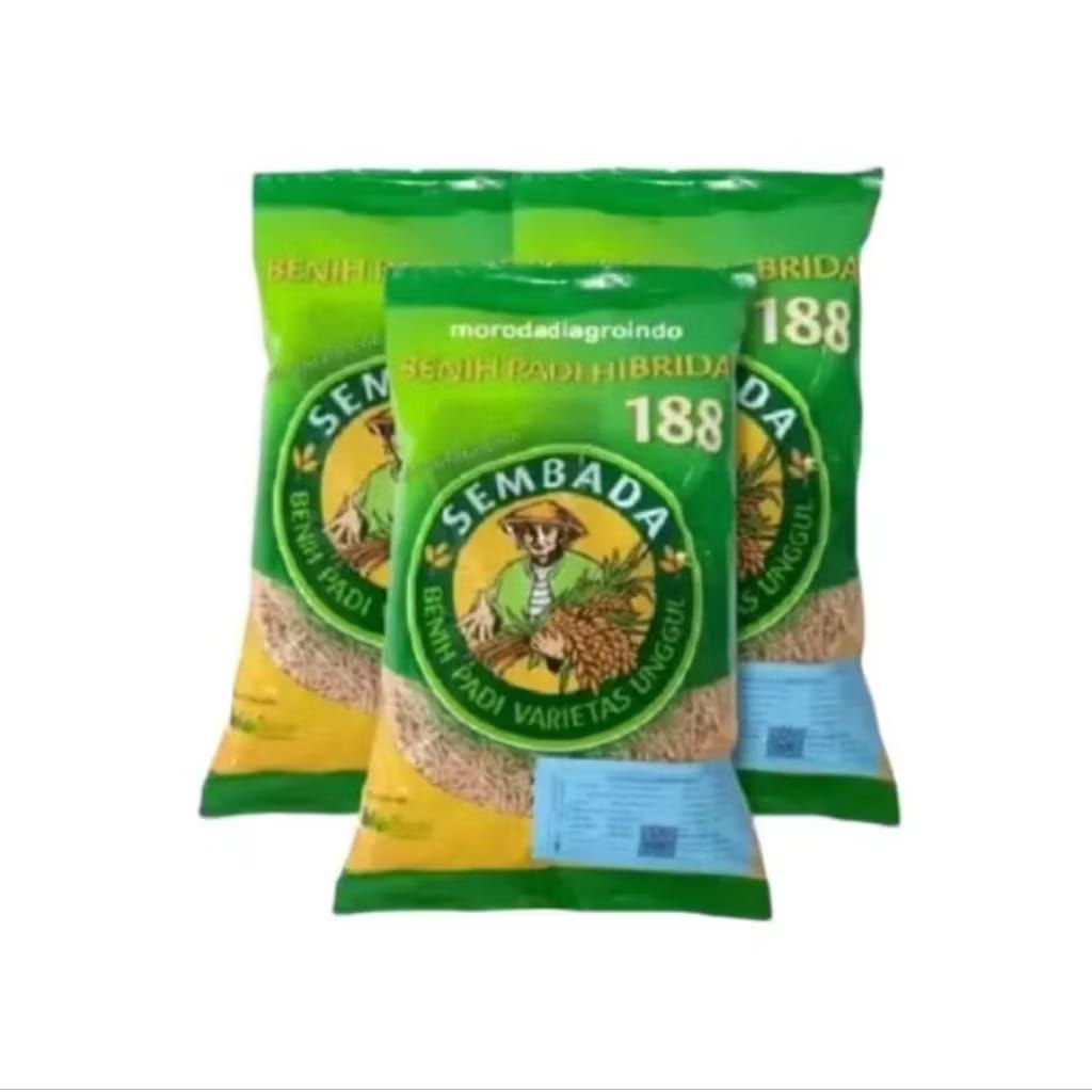 Jual (1KG)BENIH PADI HIBRIDA SEMBADA 188, potensi hasil tinggi,exp 02 ...