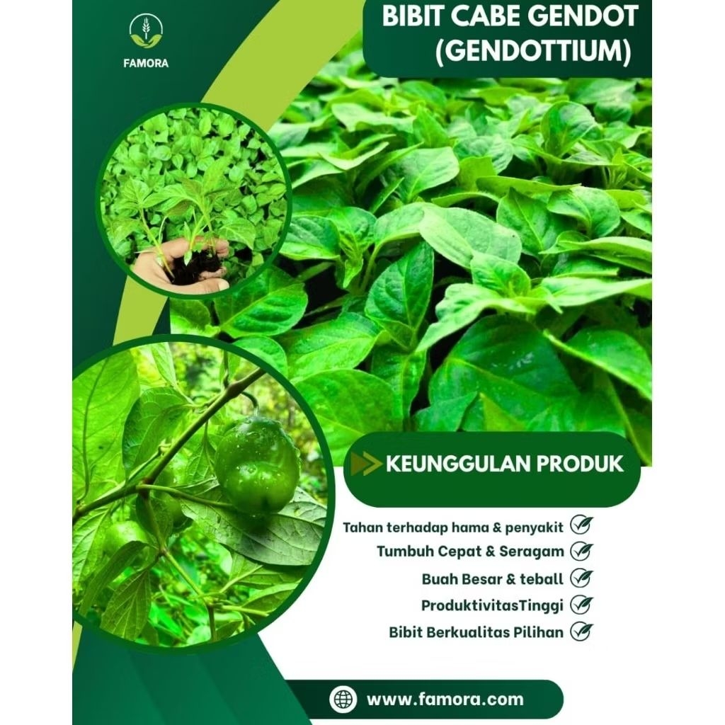 Jual Benih Cabai Gendot Gendottium Original ( 10Tangakai )– Siap Tanam ...