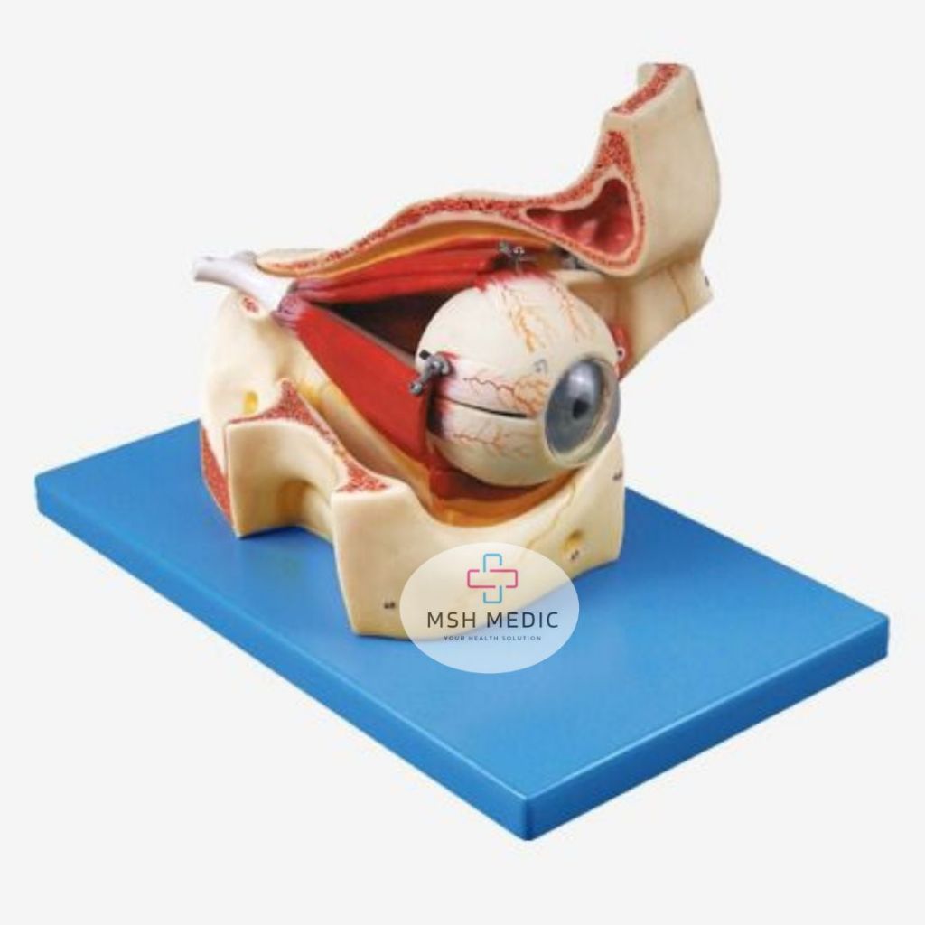 Jual Anatomi Bola Mata Orbit Merk General Doctor GD/A17104 | Shopee ...