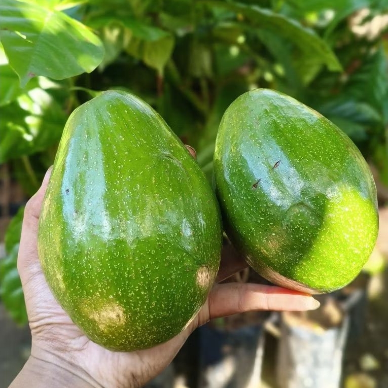 Jual Alpukat Jumbo Grade A Isi 2 Buah – Segar, Besar, dan Daging Tebal ...