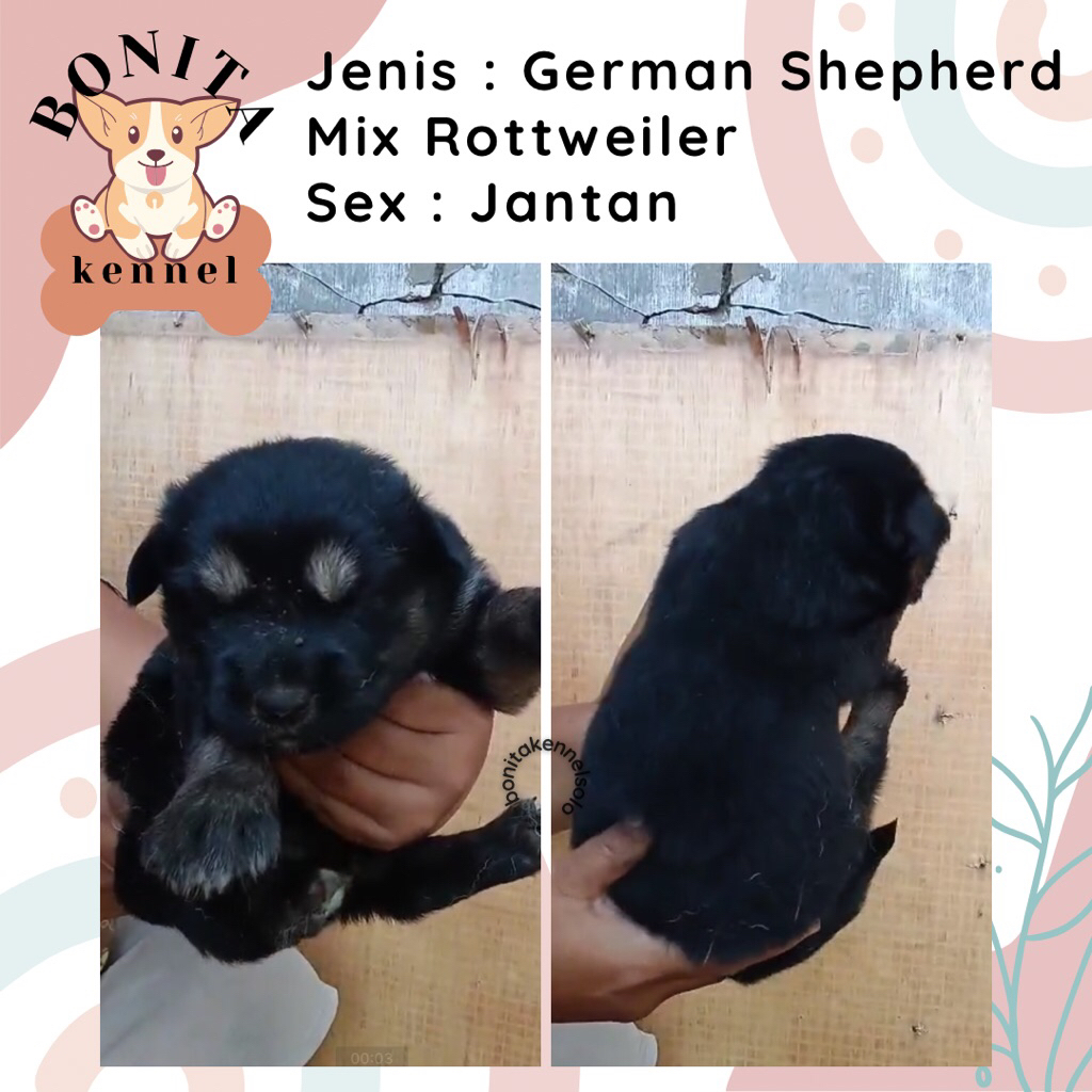 Jual German Sherperd Mix Rottweiler Anak Anjing Herder Jantan Betina ...