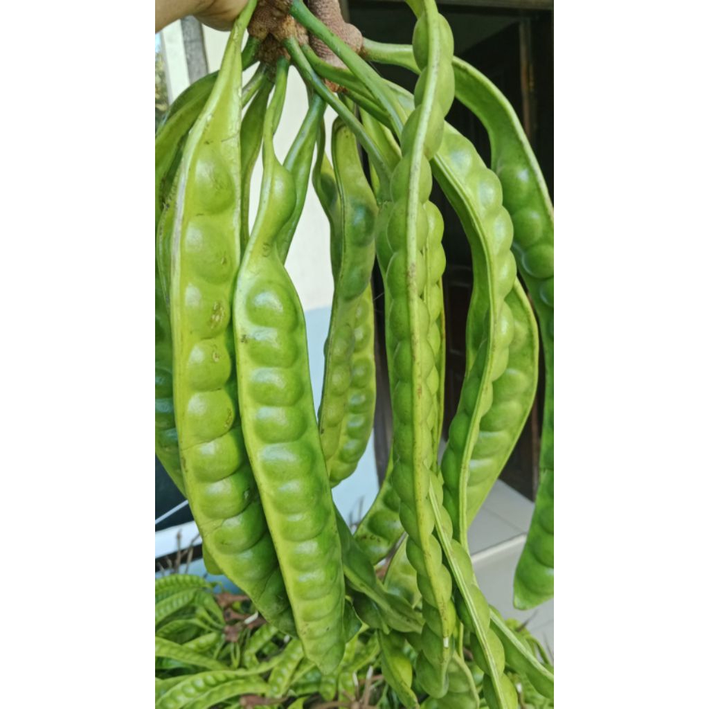 Jual Pete Petai Jumbo Fresh 1 Papan isi 10biji lebih | Shopee Indonesia