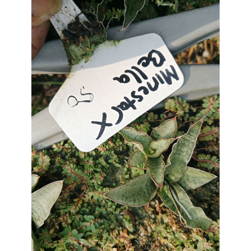 Jual sansevieria 5rb hyb minestar bella / tanaman lidah mertua murah ...