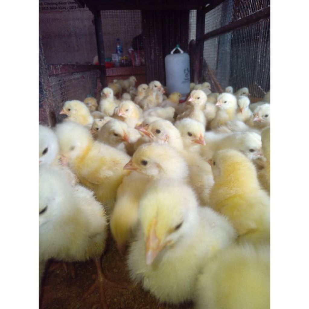 Jual Doc Broiler Terlengkap & Harga Terbaru Juni 2026 | Shopee Indonesia