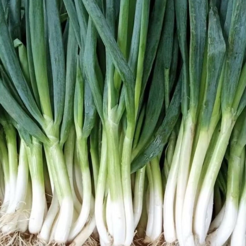 Jual Bawang Prei Terlengkap & Harga Terbaru Mei 2026 | Shopee Indonesia