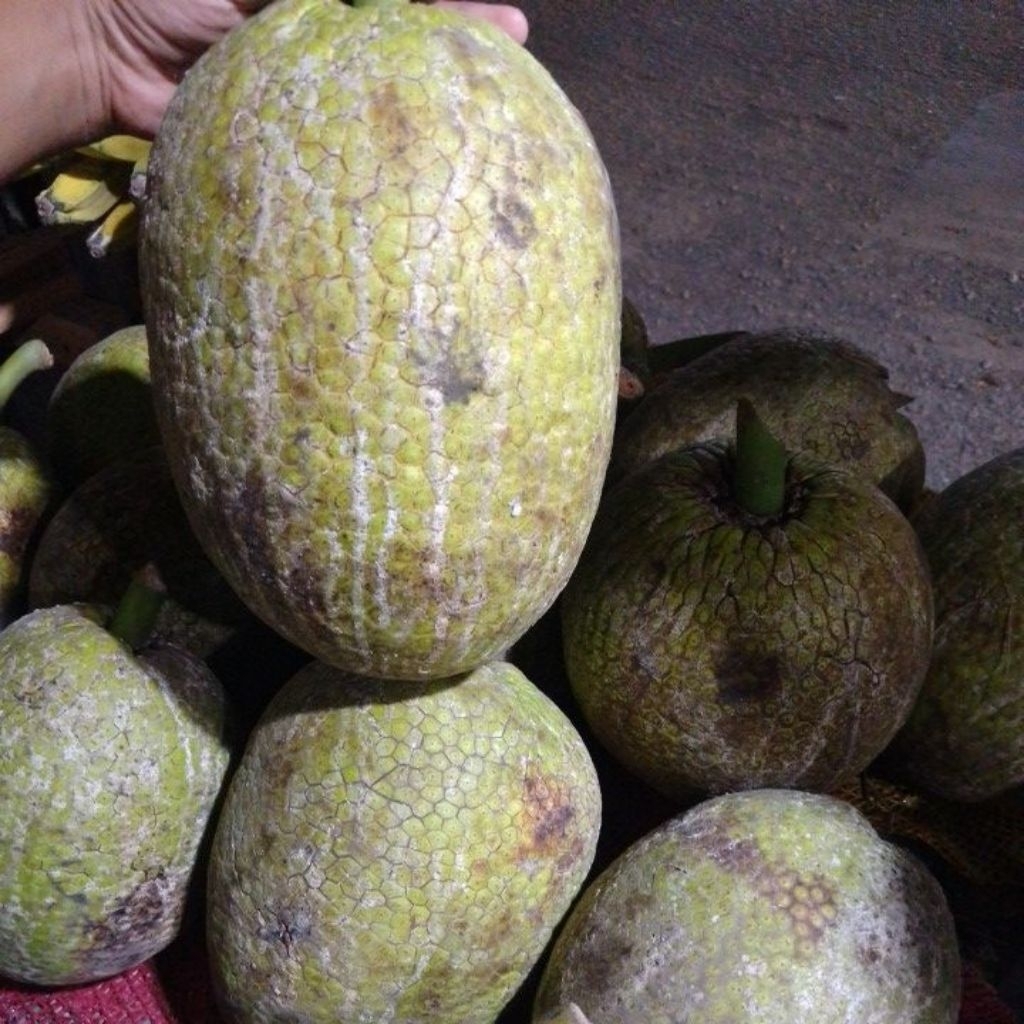 Jual Sukun Mentega sedang/ jumbo | Shopee Indonesia