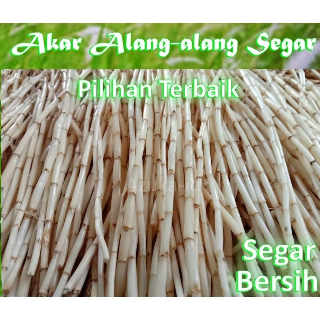 Jual Akar alang alang segar 250 gram | Shopee Indonesia