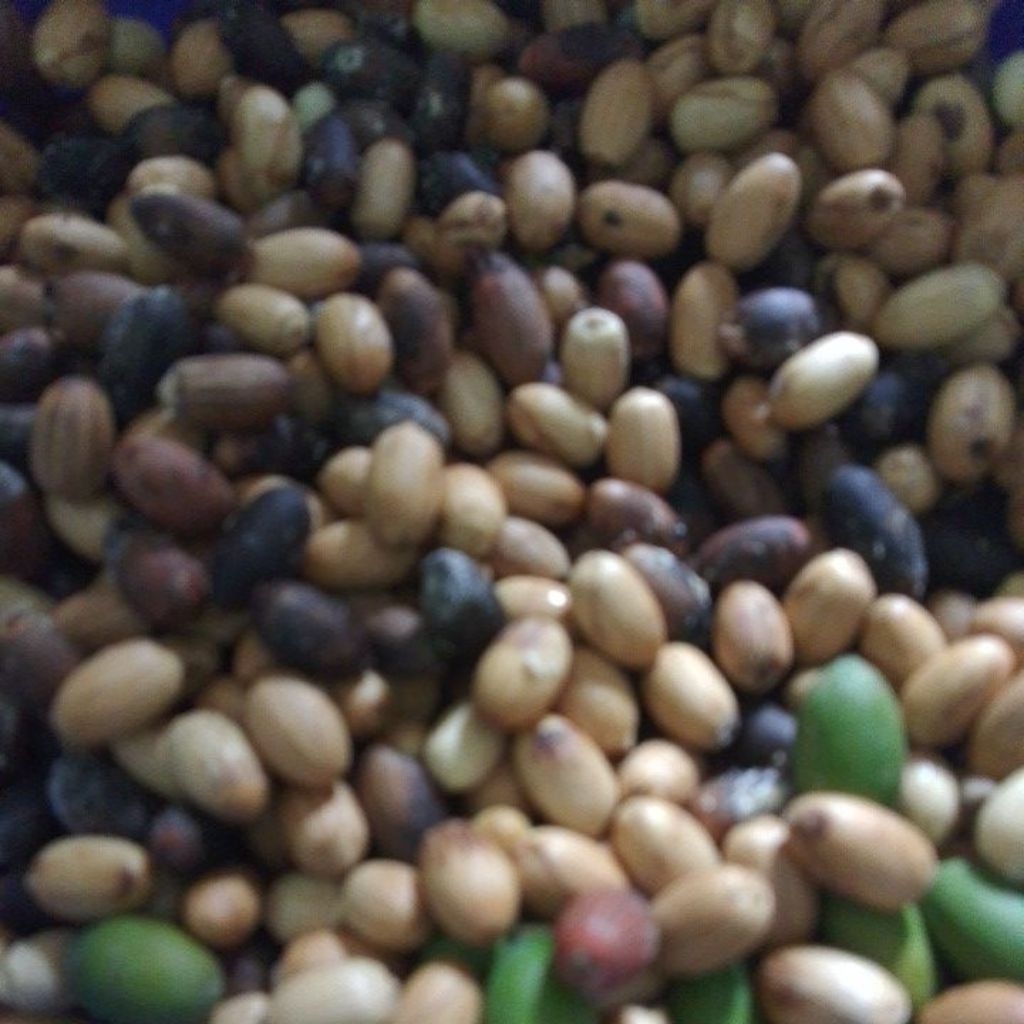 Jual biji_melinjo | Shopee Indonesia