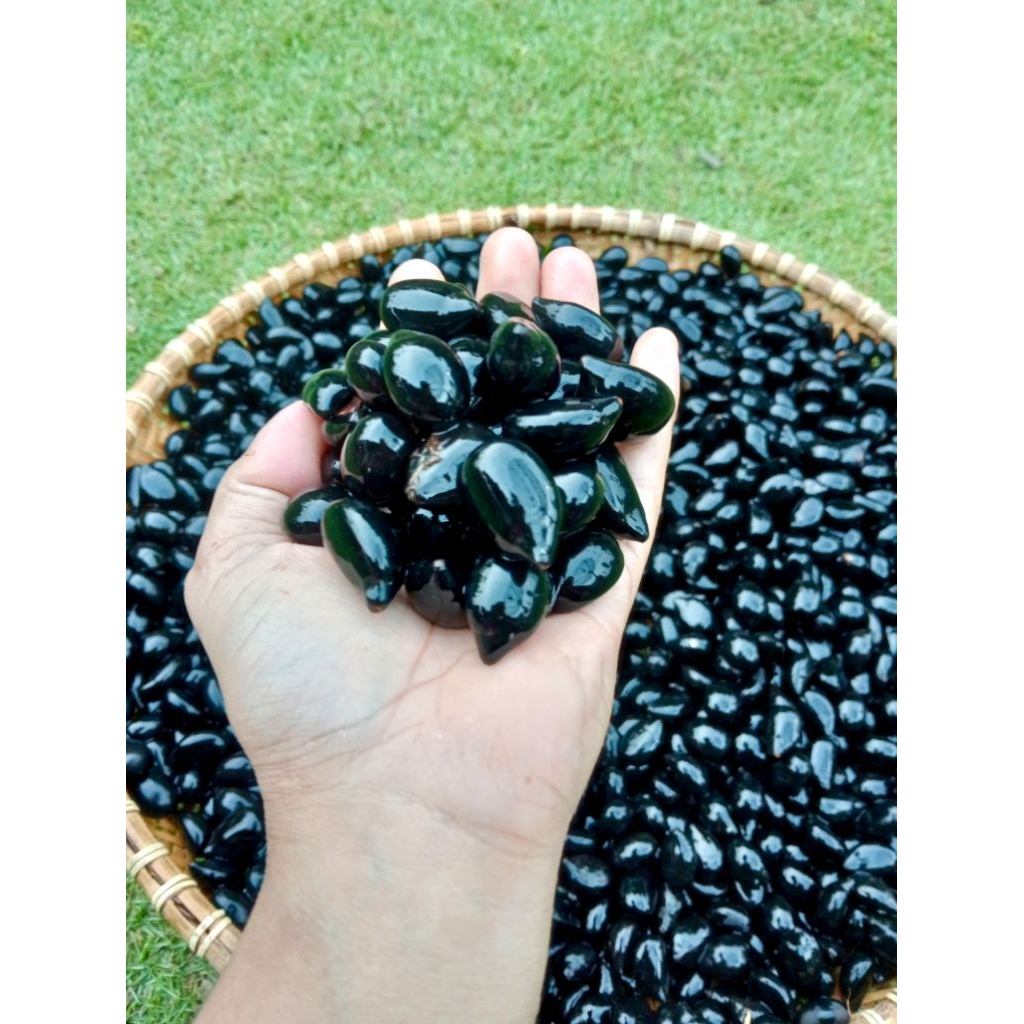 Jual biji bibit aren genjah/bibit aren genjah varietas unggul 1 biji ...