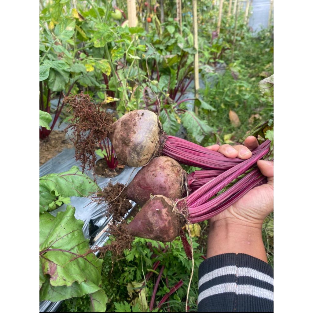 Jual BUAH BIT/BEET GUNUNG SLAMET 1KG | Shopee Indonesia
