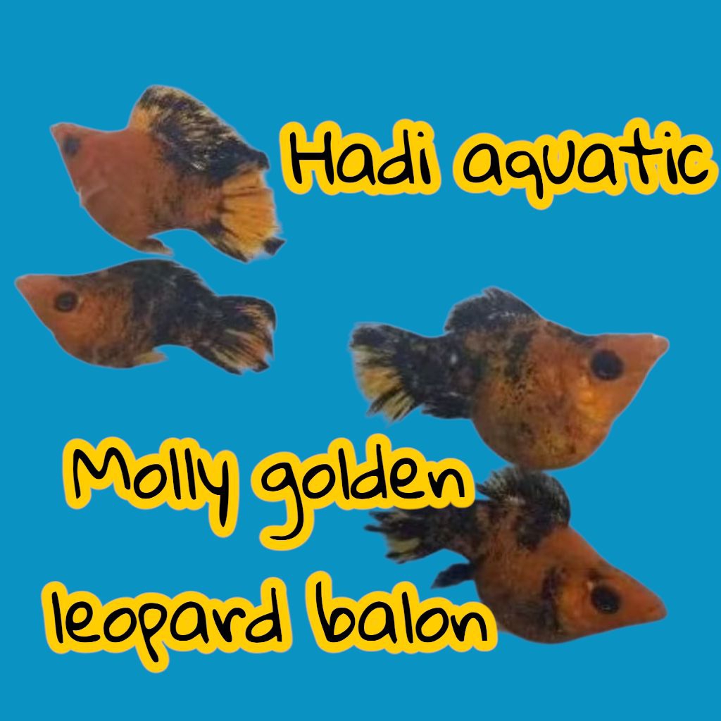 Jual molly golden leopard balon | Shopee Indonesia