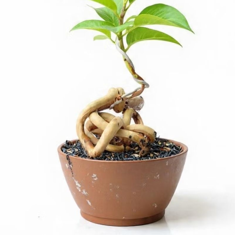 Jual Bonsai Sancang Batang Belah – Gaya Split Trunk Unik, Akar Kuat dan ...
