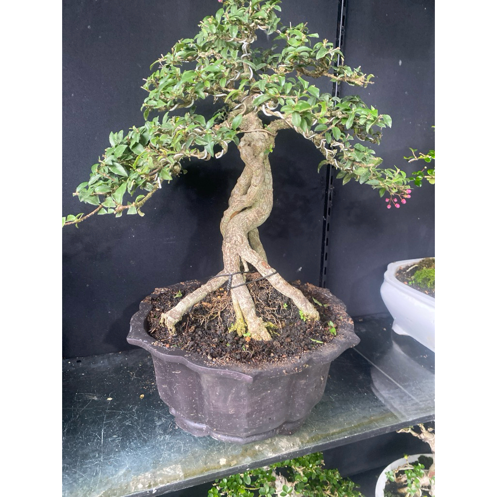 Jual bonsai Sakura micro | Shopee Indonesia