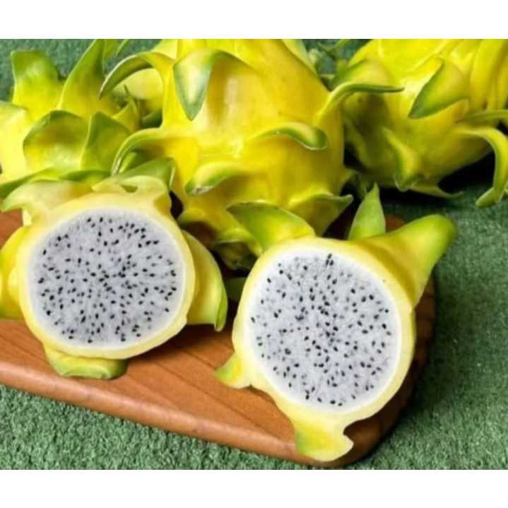 Jual Buah Naga Kuning Terlengkap & Harga Terbaru Mei 2026 | Shopee ...