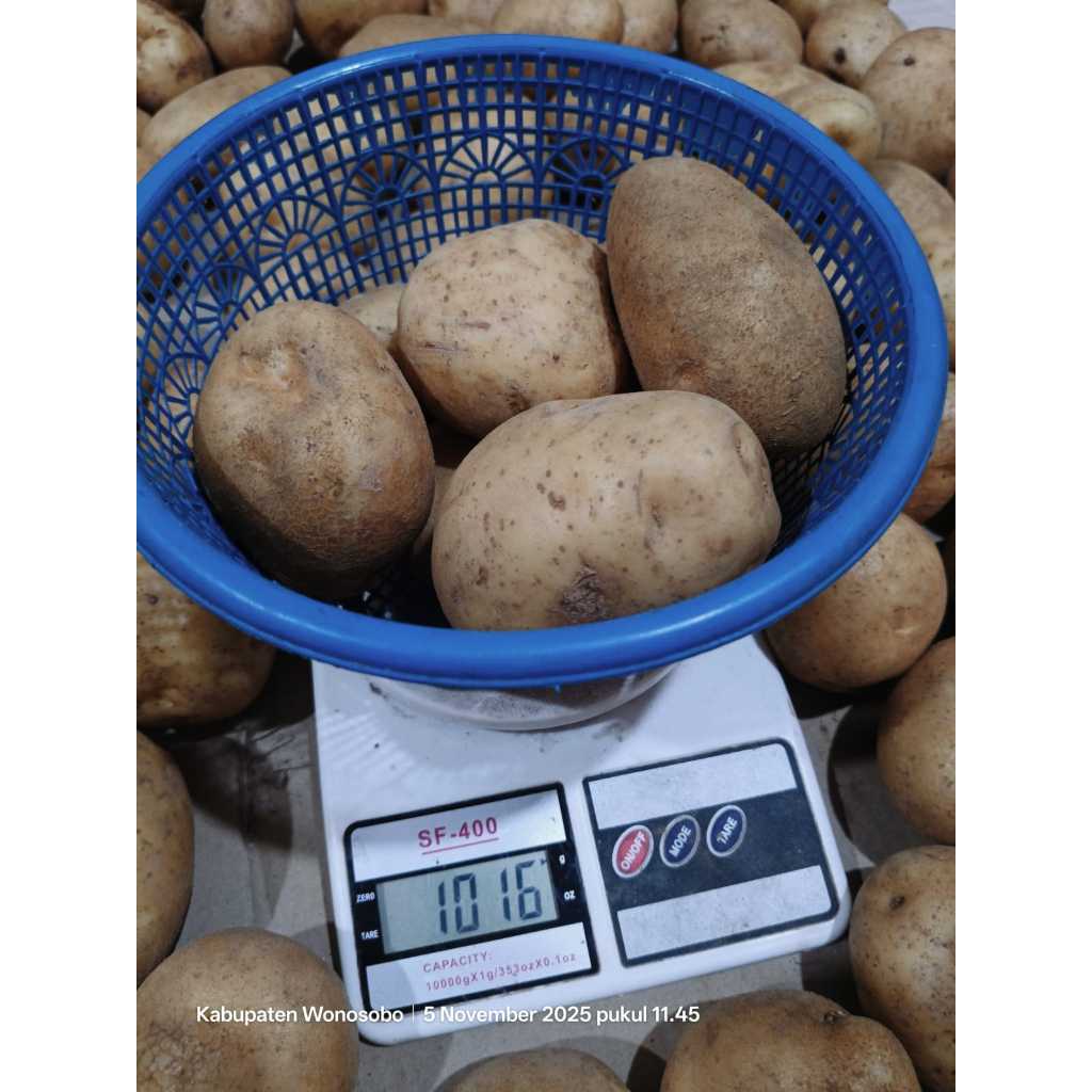 Jual Kentang Dieng 1Kg (AB) = kisaran 6-8 buah Kentang (Ukuran Sedang ...