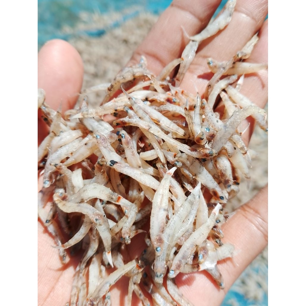 Jual Ikan seribu kering / Penja kering | Shopee Indonesia