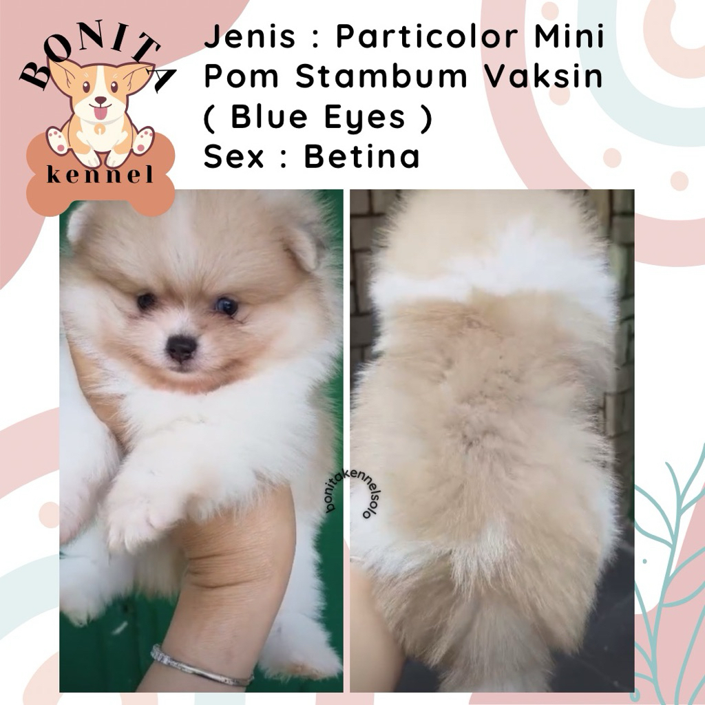 Jual Mini Pom Stambum Jantan Betina Anak Anjing Minipom Putih | Shopee ...