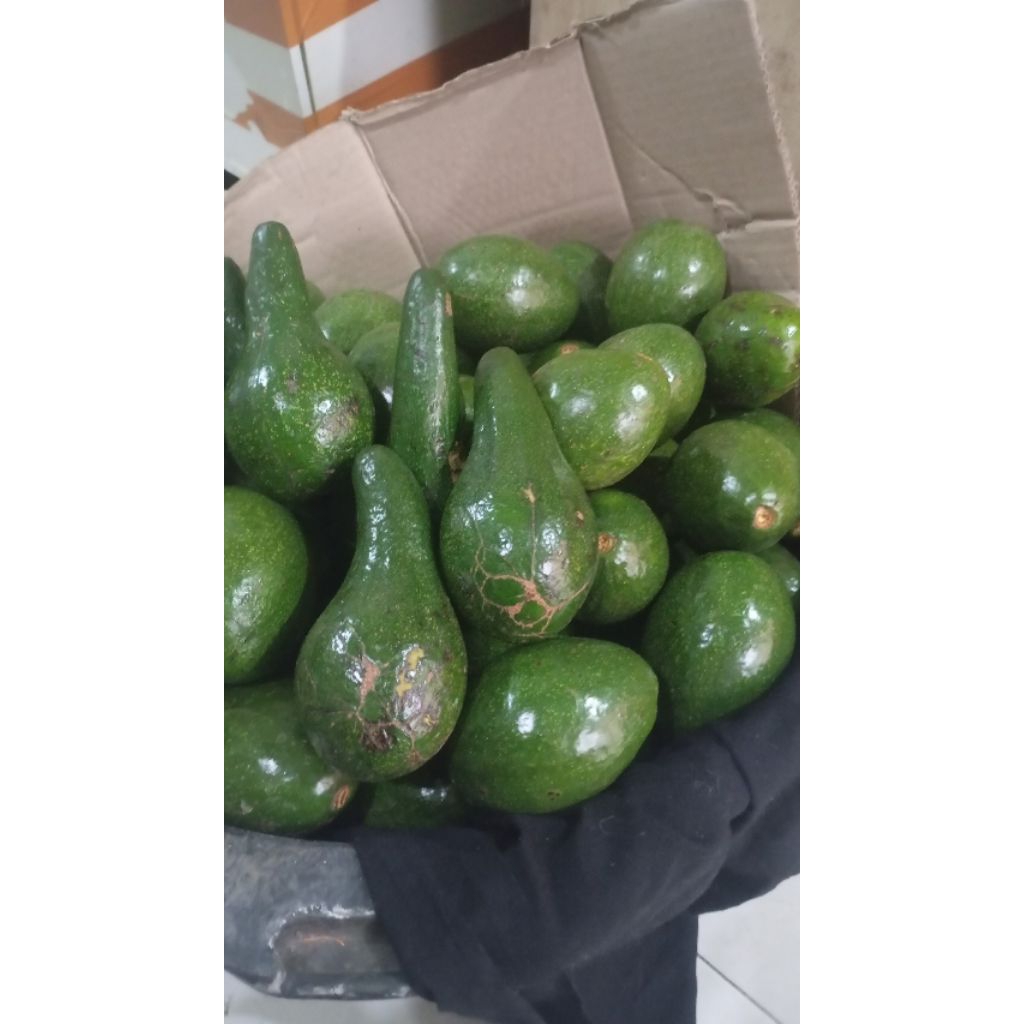Jual alpukat mentega isi 3/4 perkilo harga tertera 1 kg | Shopee Indonesia