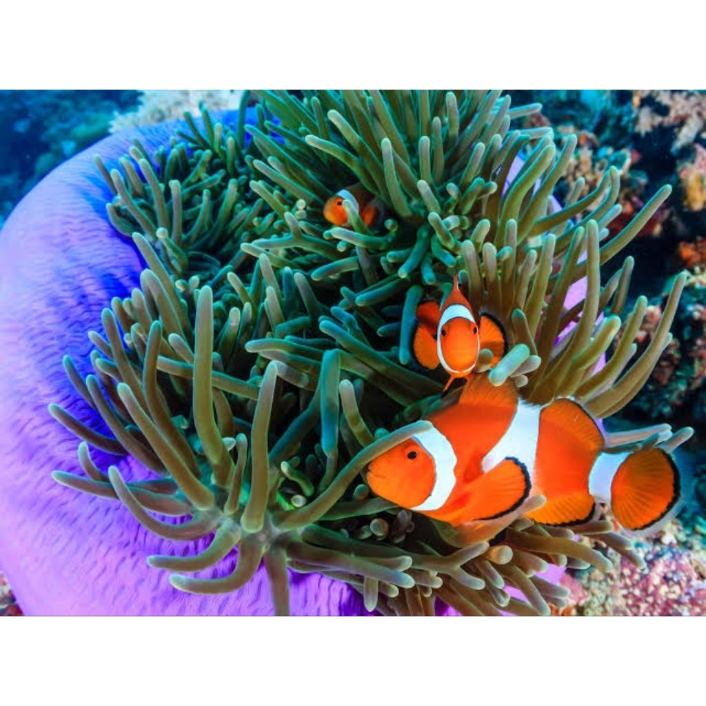 Jual anemon clown hijau rumah nemo balong polimas giro perawatan mudah ...