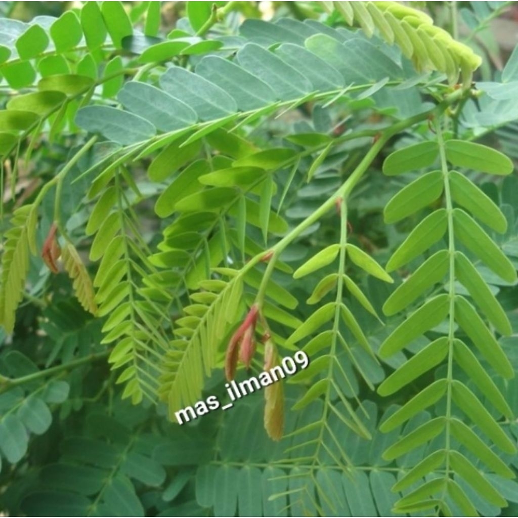 Jual daun sinom asam jawa 150 gram java tamarine leaves | Shopee Indonesia