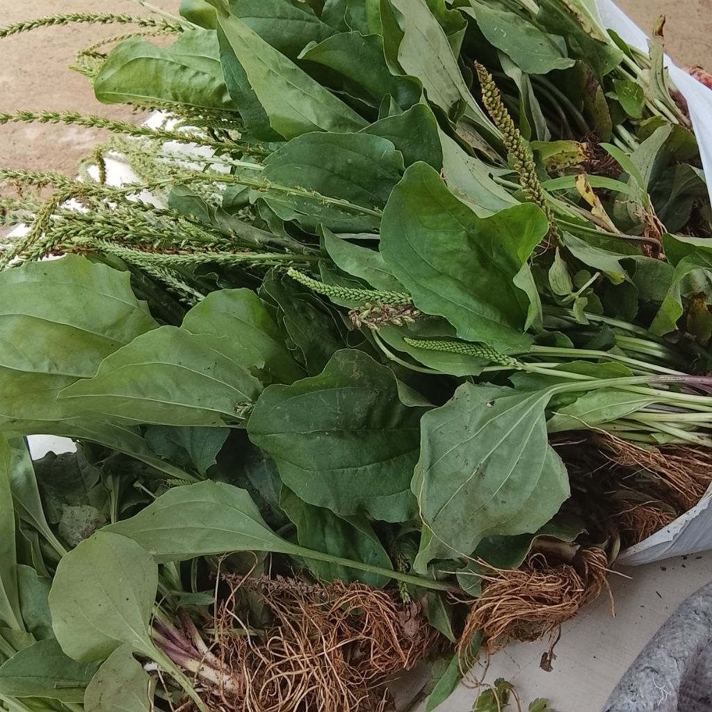 Jual daun sendok/kiurat 1kg | Shopee Indonesia