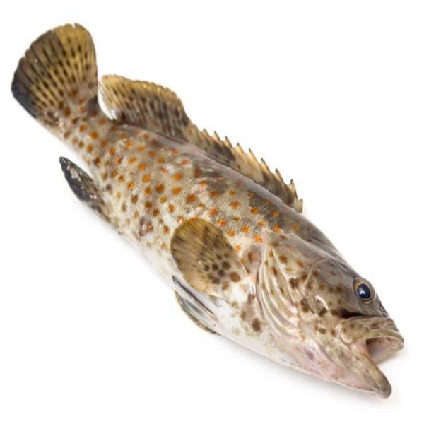 Jual Ikan Kerapu 1Kg Ikan Kerapu Segar Ikan Kerapu Lumpur Seafood Ikan ...