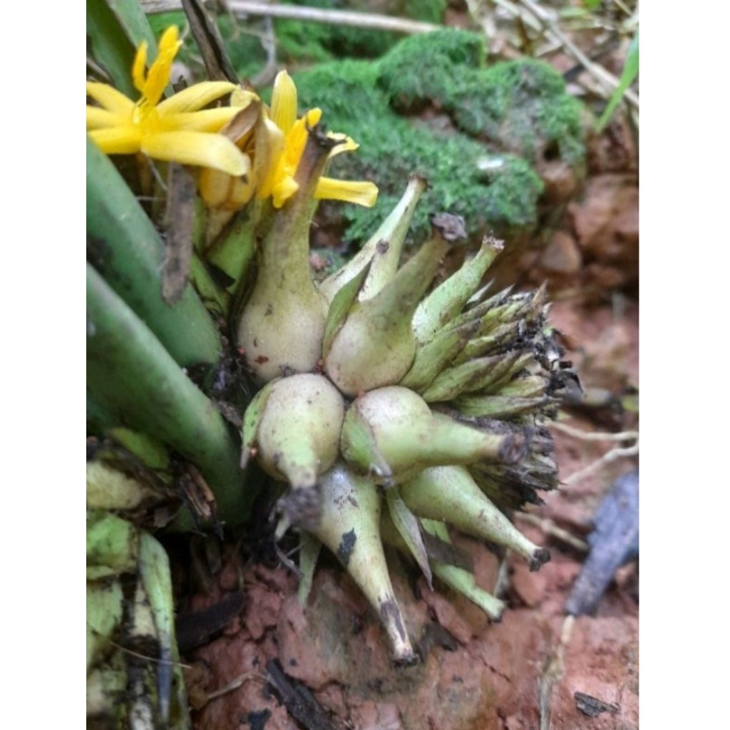 Jual 5 bibit pohon marasi/lemba (pohon langka si super manis) | Shopee ...