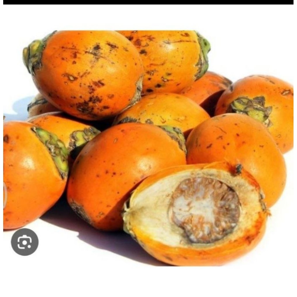 Jual buah pinang tua 500gram | Shopee Indonesia