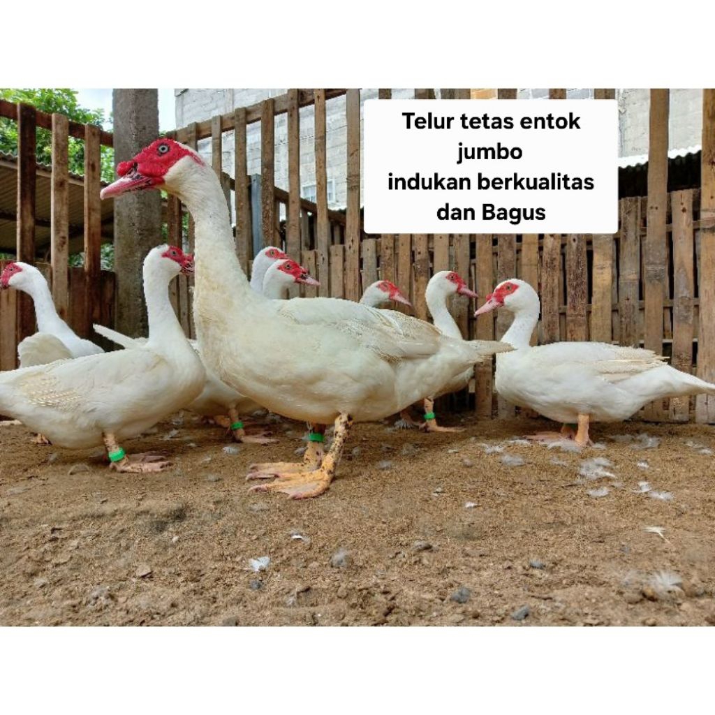 Jual Entok Jumbo Terlengkap & Harga Terbaru Juni 2026 | Shopee Indonesia