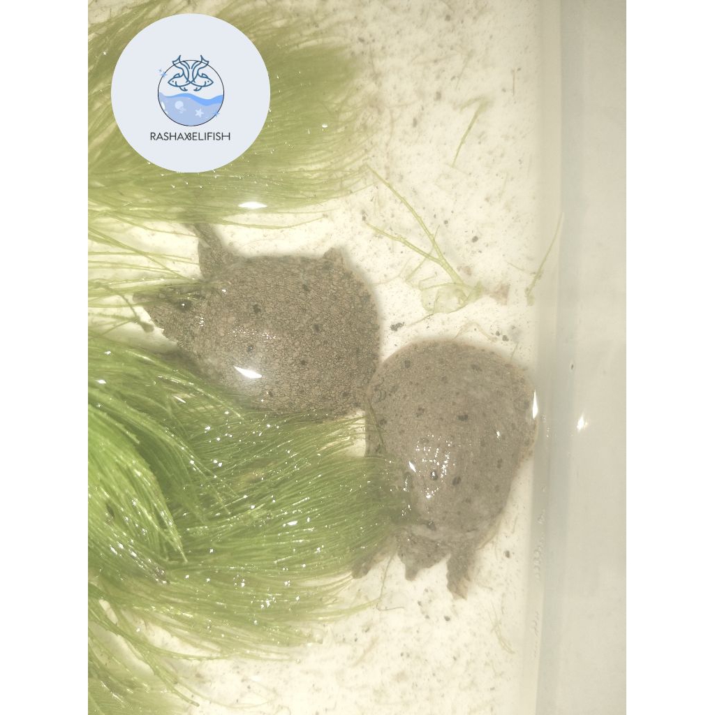 Jual m. labi labi mungil imut | Shopee Indonesia
