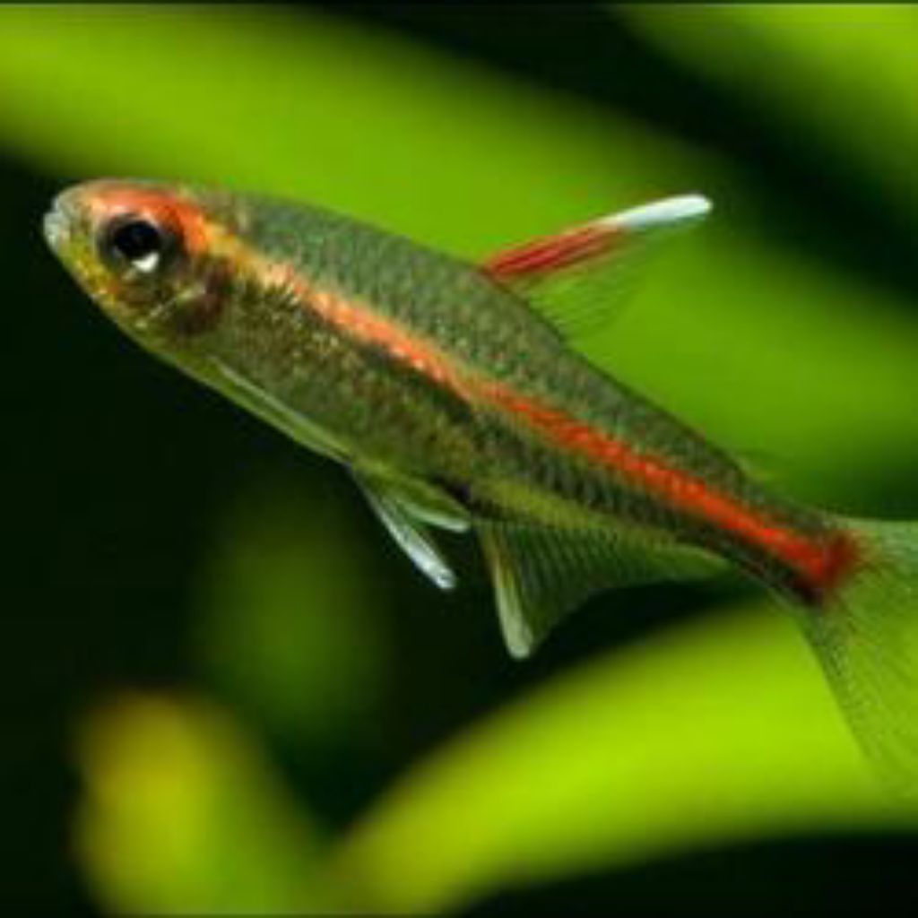 Jual Hiasan Aquarium Ikan Neon Api | Shopee Indonesia