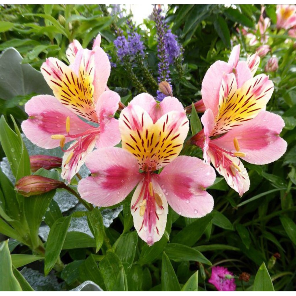 Jual Tanaman Alstroemeria,atau Lily of the Incas bunga pink | Shopee ...