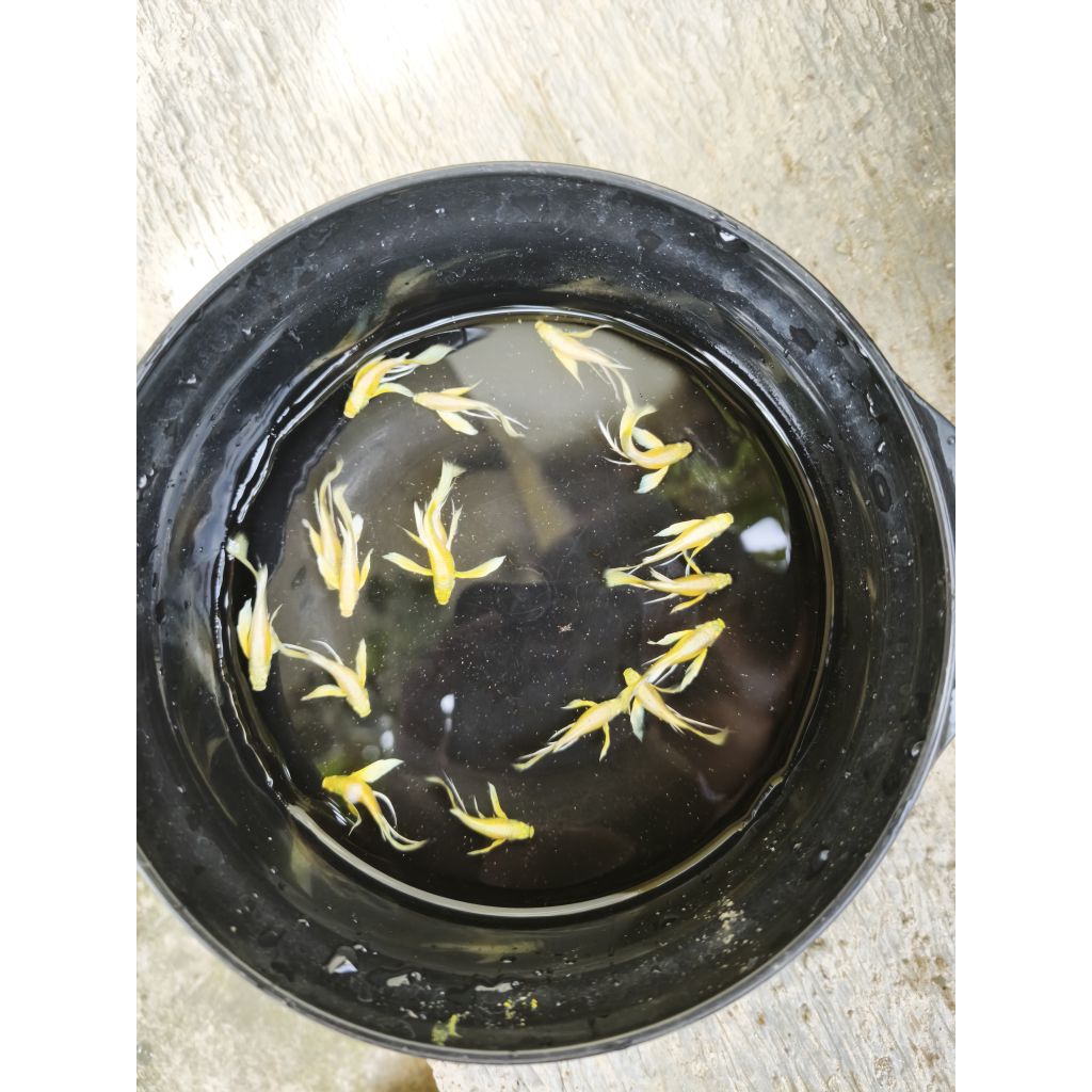 Jual stiker guppy full gold slayer 1 pasang | Shopee Indonesia