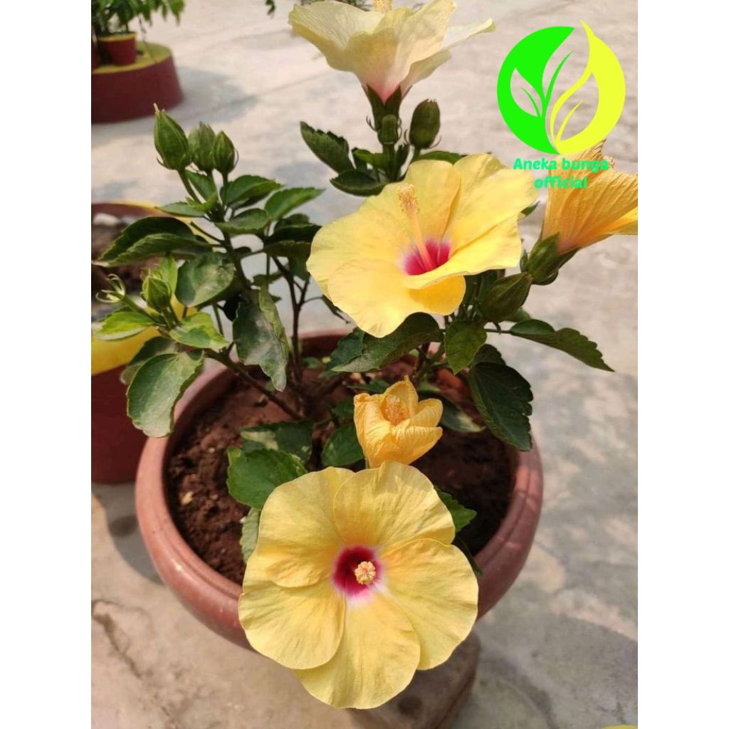 Jual POHON BUNGA SEPATU YELLOW ICE SUDAH BER AKAR / TANAMAN HIAS BUNGA ...