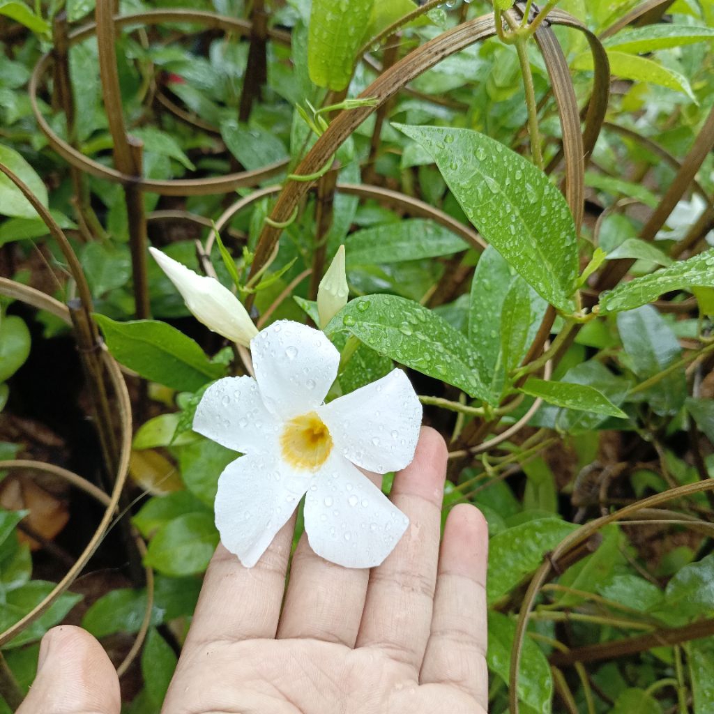 Jual { BISA COD } tanaman rambat bunga mandavila putih pohon rambat ...