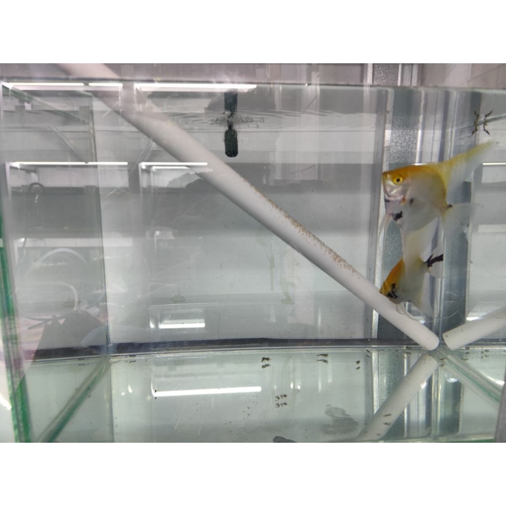 Jual Paket Breeding Induk Angle Fish Red Devil Original | Shopee Indonesia