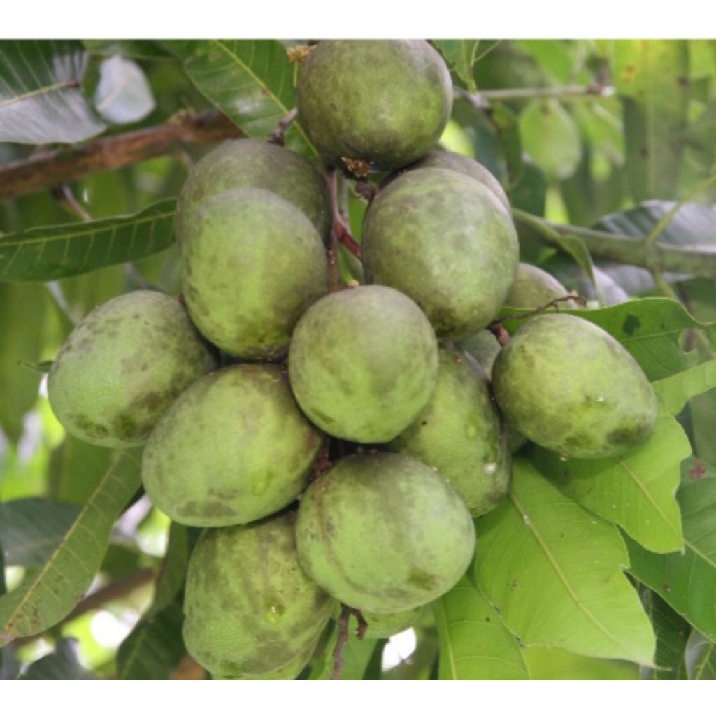 Jual Jual buah limus muda ataw pakel 500 g | Shopee Indonesia