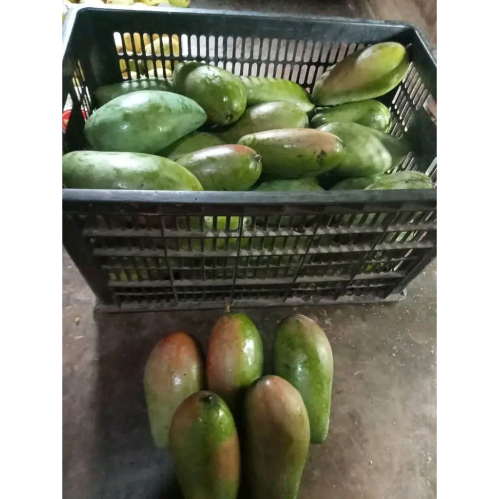 Jual Mangga kiojay thailand jumbo | Shopee Indonesia