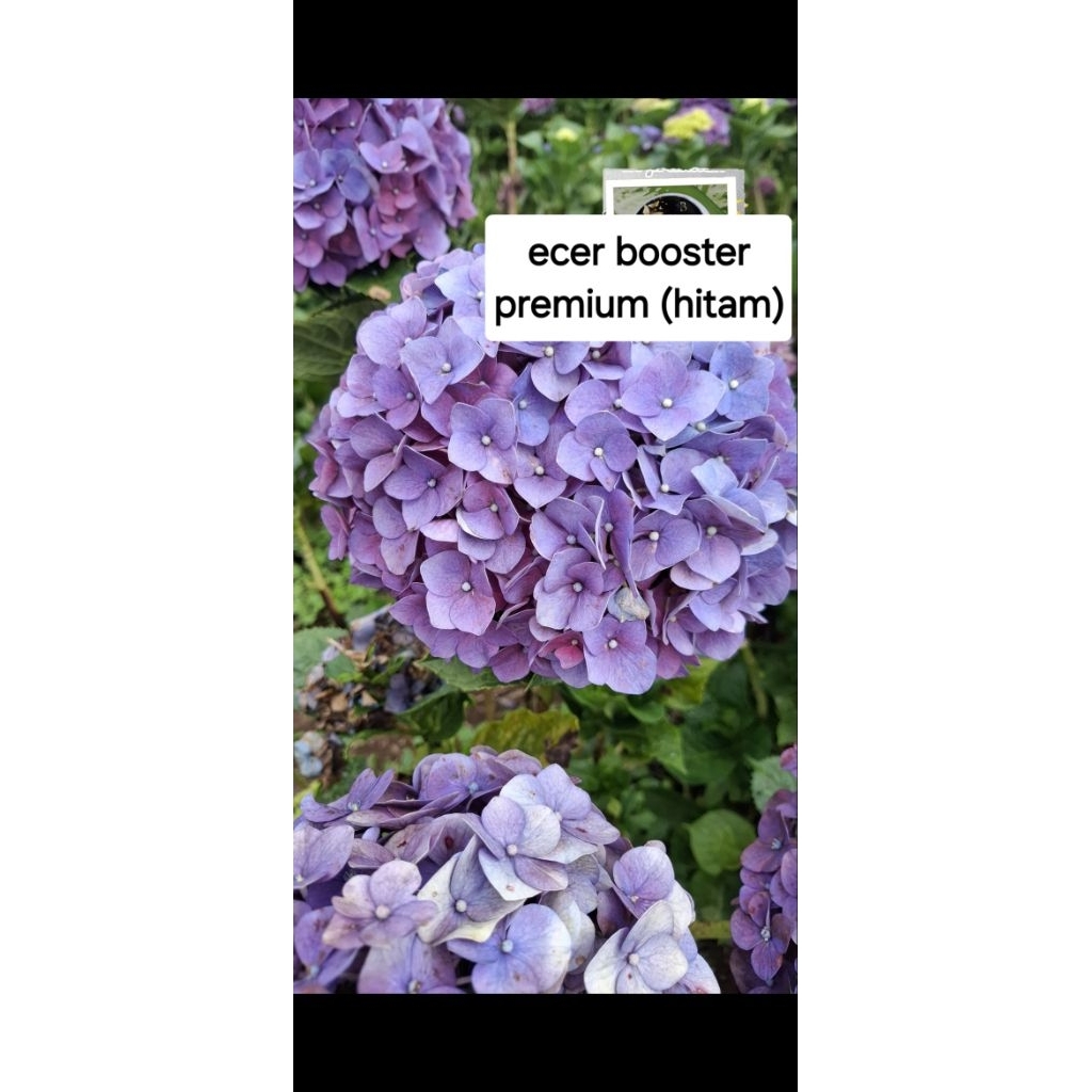 Jual Premium HITAM booster ecer (keranjang baru) | Shopee Indonesia