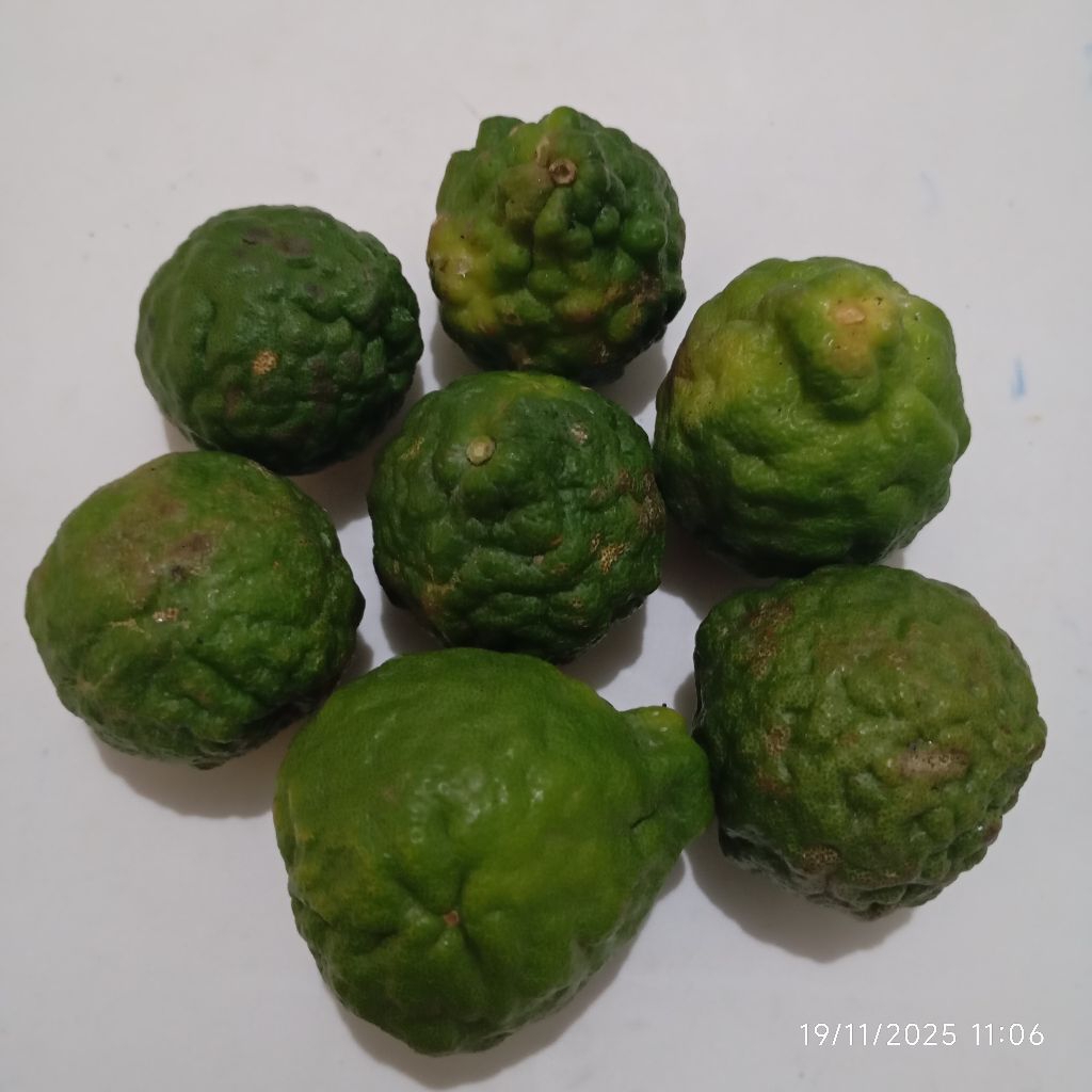 Jual JERUK PURUT SEGAR FRESH 250 GRAM ASLI BALI | Shopee Indonesia