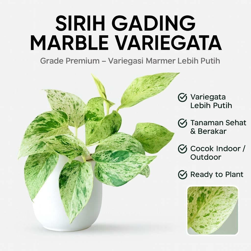 Jual Sirih Gading Marble Variegata Tanaman Hias Premium Daun Marmer ...