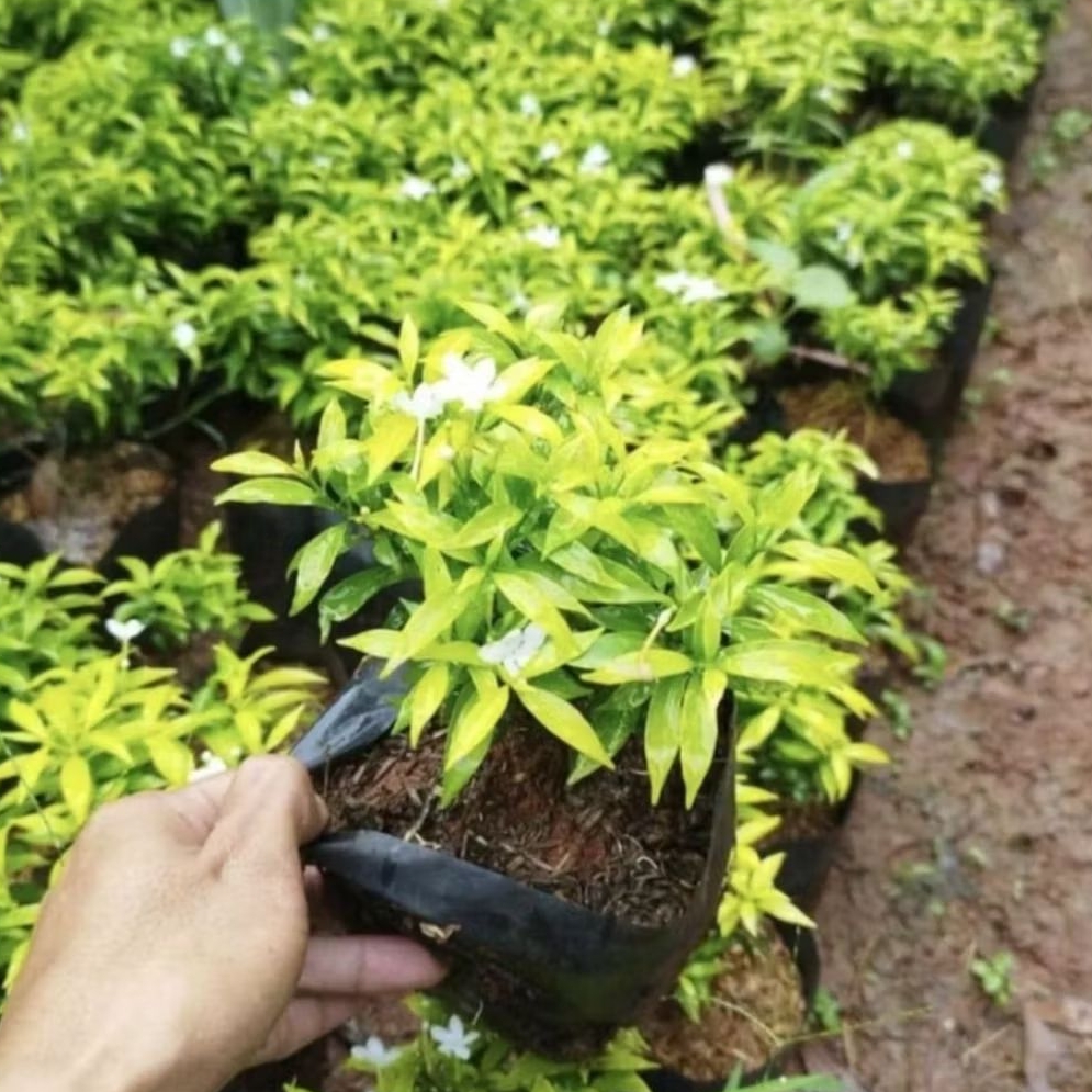 Jual Pohon Melati Mini Kuning Bunga Putih, Tanaman Melati Mini | Shopee ...