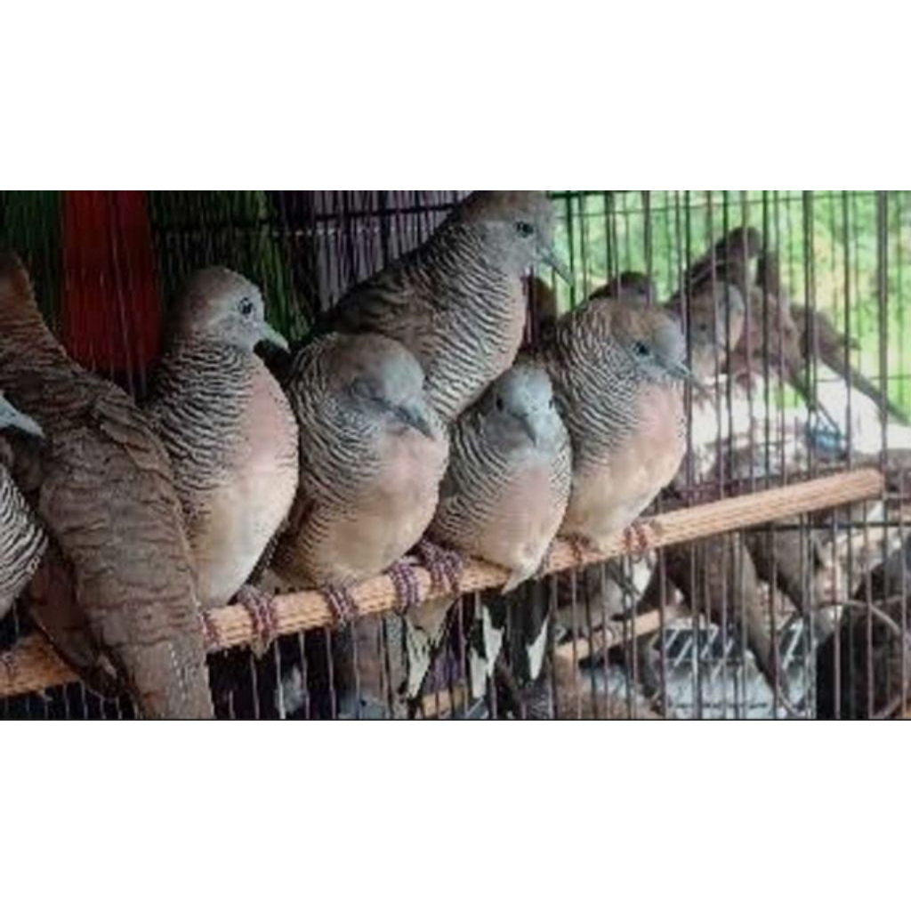 Jual burung perkutut lokal jatim sehat lincah COD | Shopee Indonesia