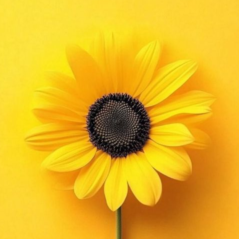 Jual Michael Angga S Manihuruk | Shopee Indonesia