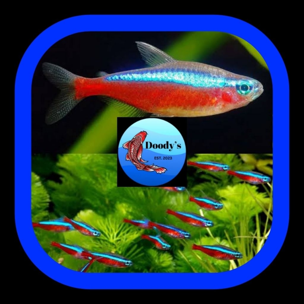 Jual Cardinal Neon Tetra Pengiriman hanya untuk Makassar. | Shopee ...