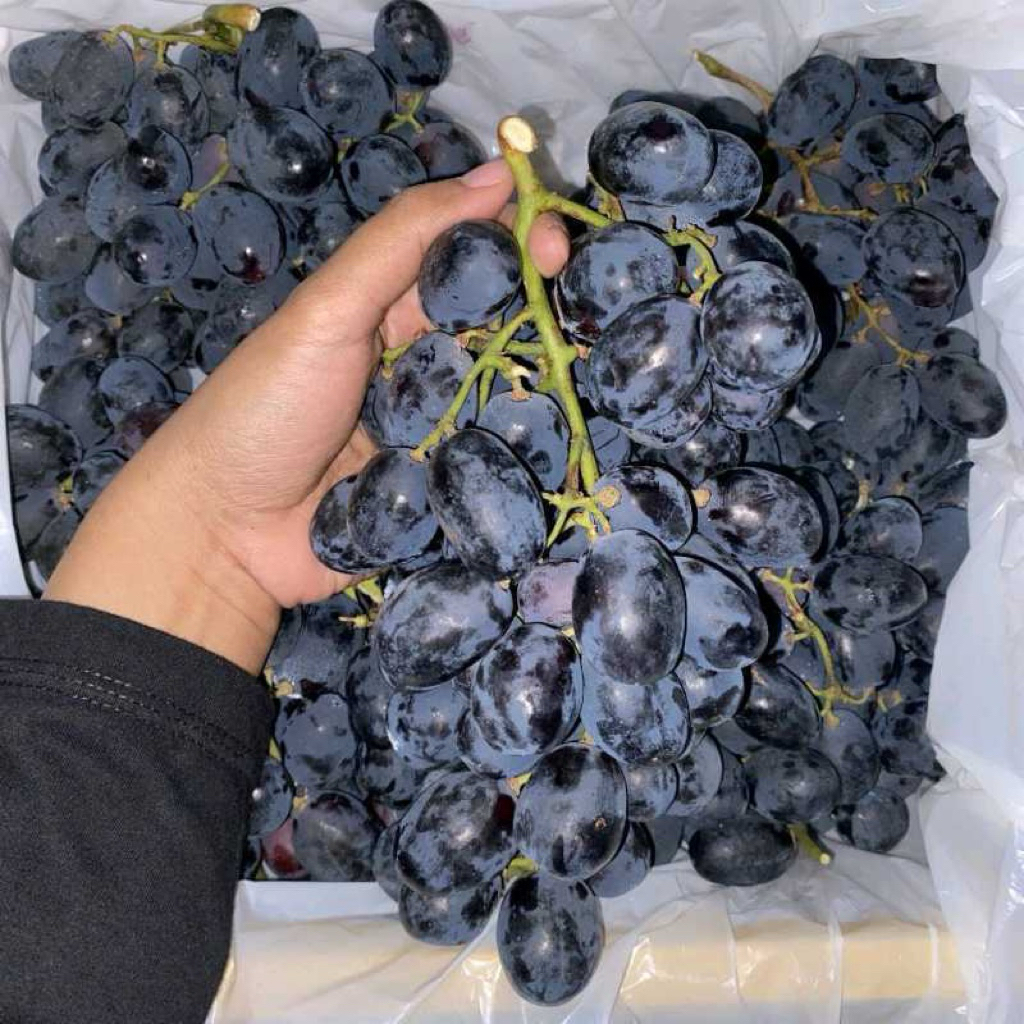 Jual Anggur Autumn 500 gram | Shopee Indonesia